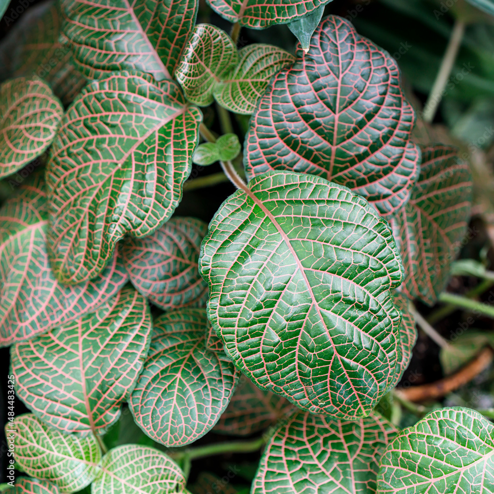 Fittonia albivenis is a species of flowering plant in the family ...