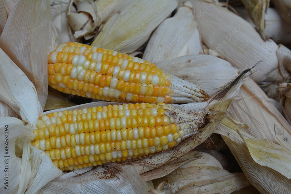 Photo Stock pile of golden corn. soft focus corn. can use for ...
