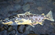 Trench Filled With Putrid Water Free Stock Photo - Public Domain Pictures