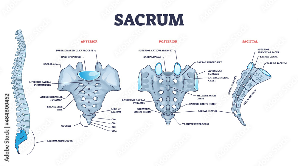 Sacrum as spinal bone structure anatomical description outline diagram ...