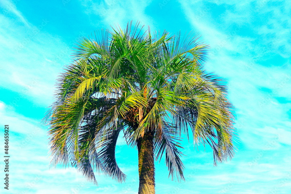 Brazilian exotic palm leaf. Isolated pal tree (Butia eriospatha) on ...