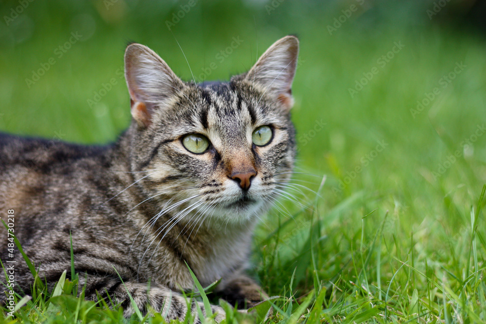 Green Eyed Tabby Cat