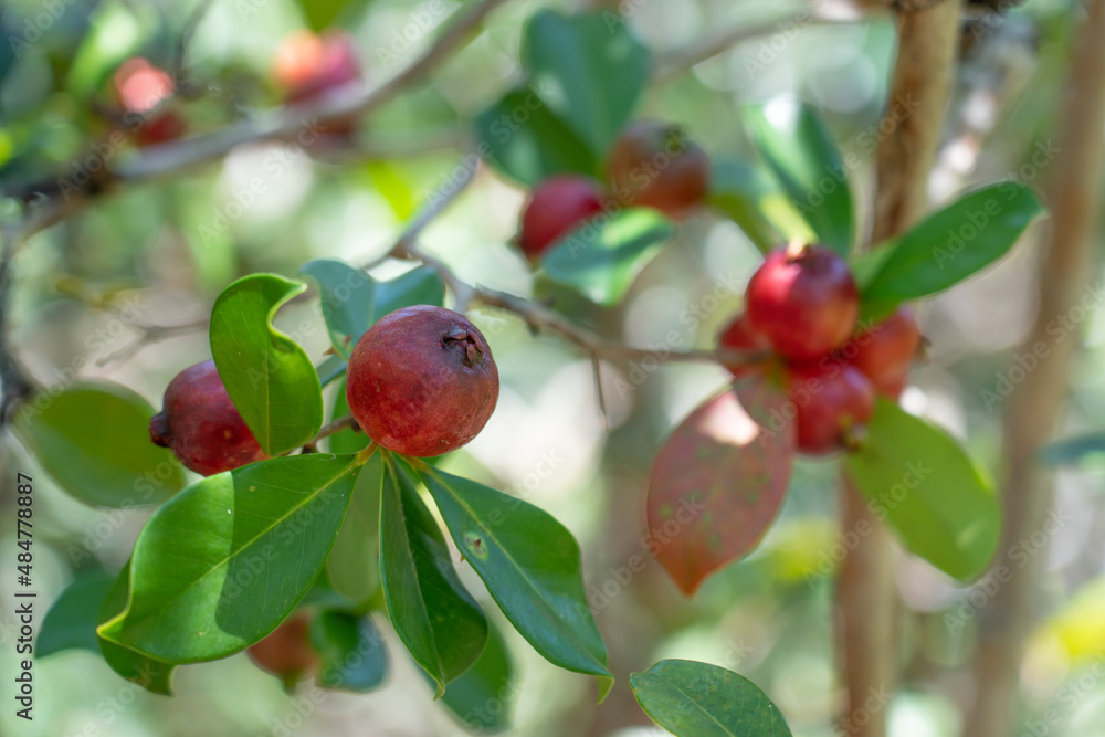 Psidium cattleyanum (World Plants : Psidium cattleianum), commonly ...