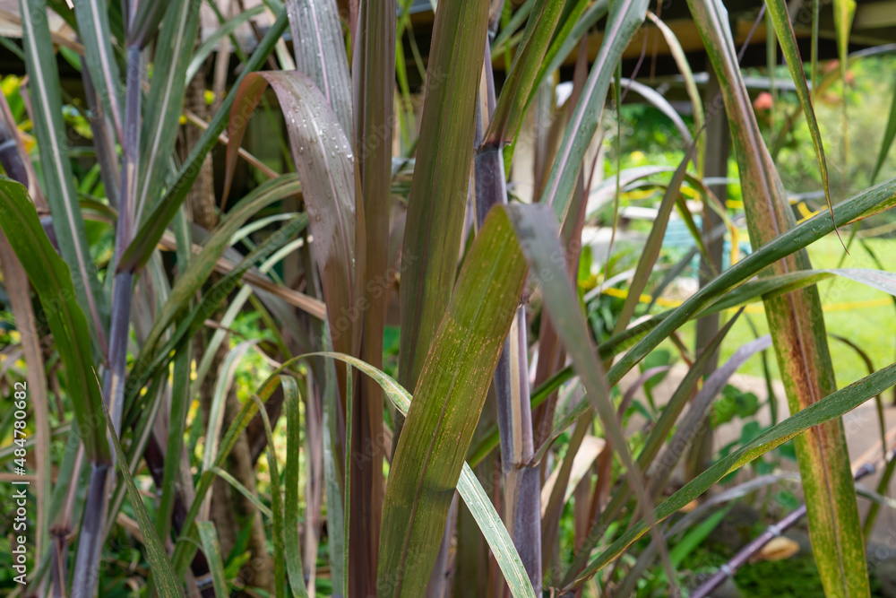 Saccharum officinarum is a large, strong-growing species of grass in ...