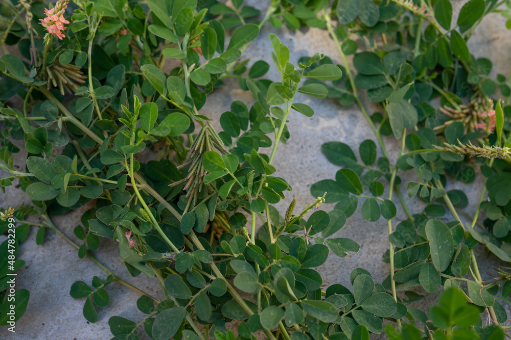 Photo Stock Indigofera spicata, the creeping indigo or trailing indigo ...