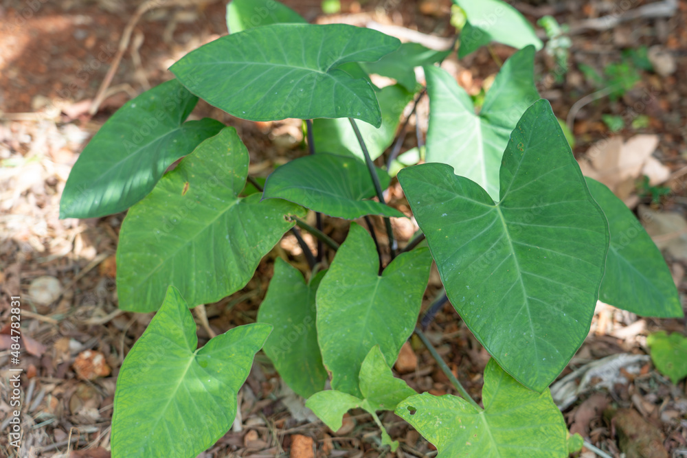 Alocasia is a genus of broad-leaved, rhizomatous, or tuberous perennial ...