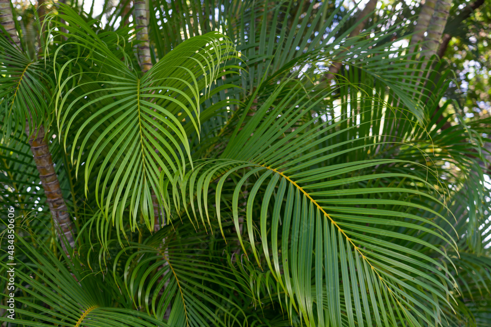Dypsis lutescens, also known as golden cane palm, areca palm, yellow ...
