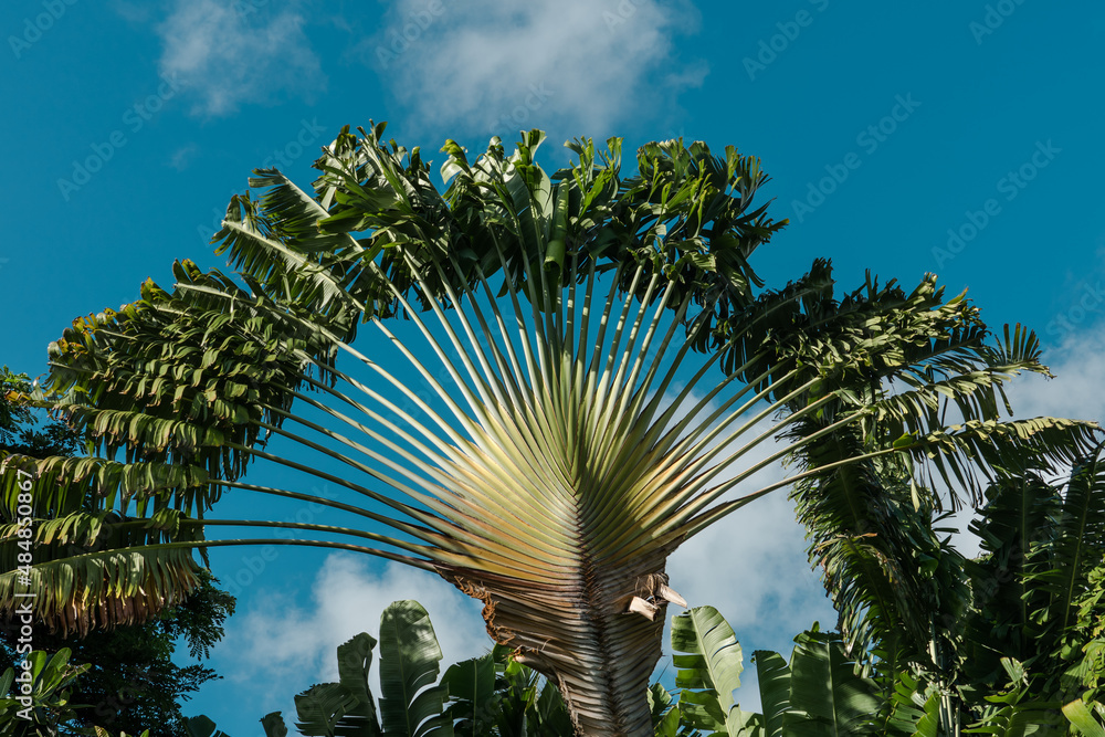 Ravenala is a genus of monocotyledonous flowering plants, Ravenala ...