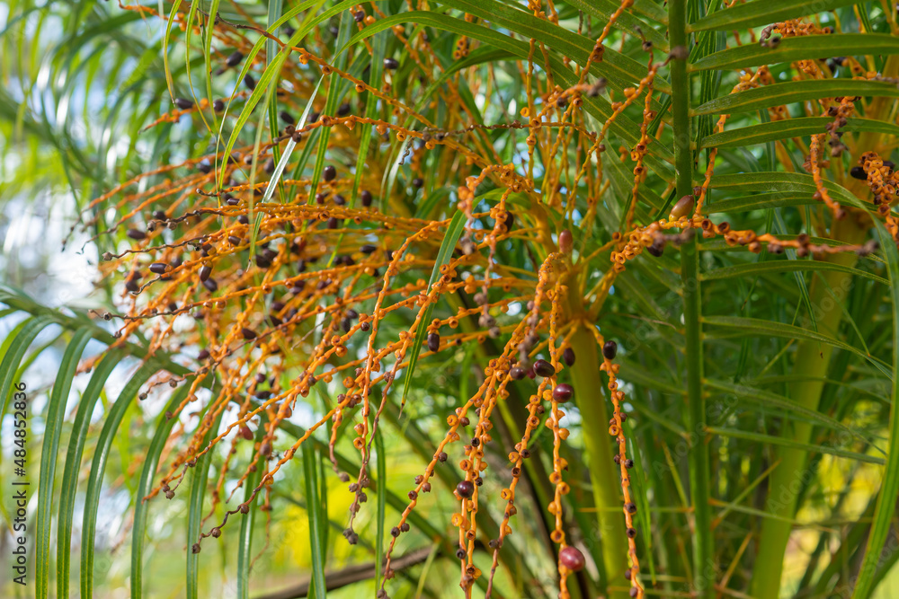 Phoenix roebelenii, with common names of dwarf date palm, pygmy date ...