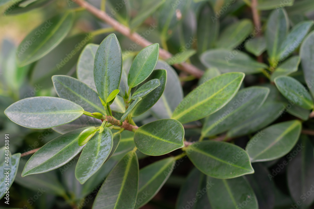Stock-Foto „Ficus microcarpa var. crassifolia . Hedge. Ficus microcarpa ...
