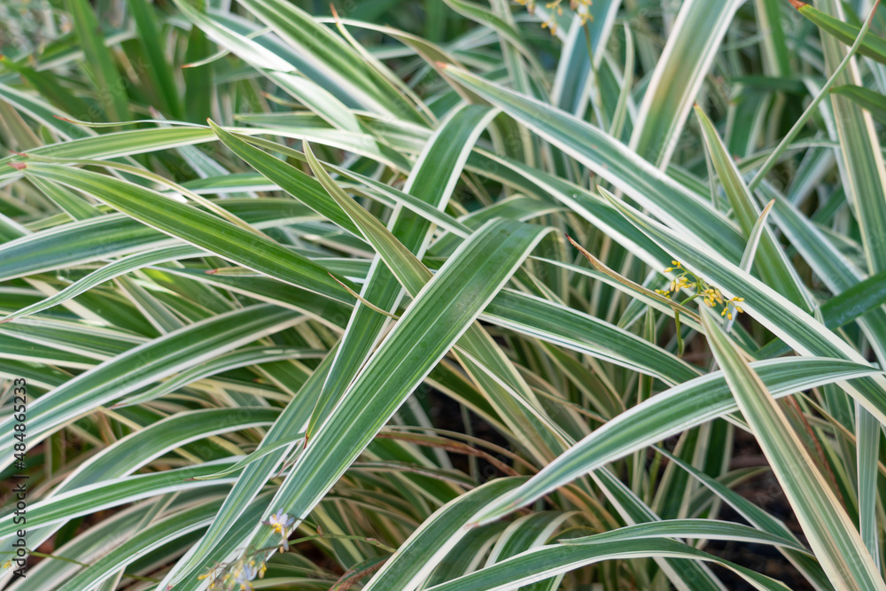 Dianella ensifolia (Variegated flax lily) Dianella is a genus of about ...
