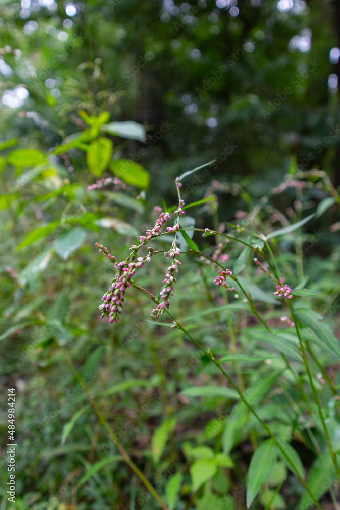 Persicaria minor. Common names include pygmy smartweed, small water ...
