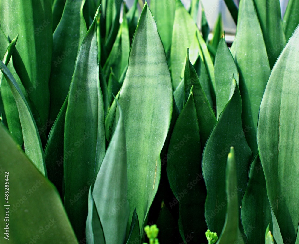 White flower of Dracaena trifasciata plant ,Snake plant ,Saint George's ...