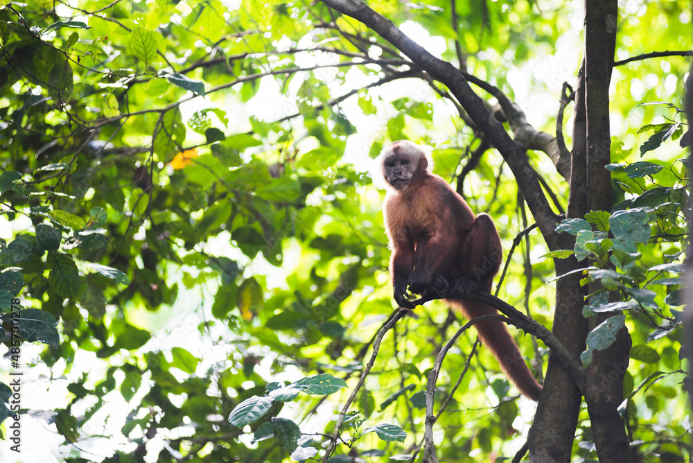 White fronted Capuchin Monkey (Cebus albifrons), Monkey Island (Isla de ...