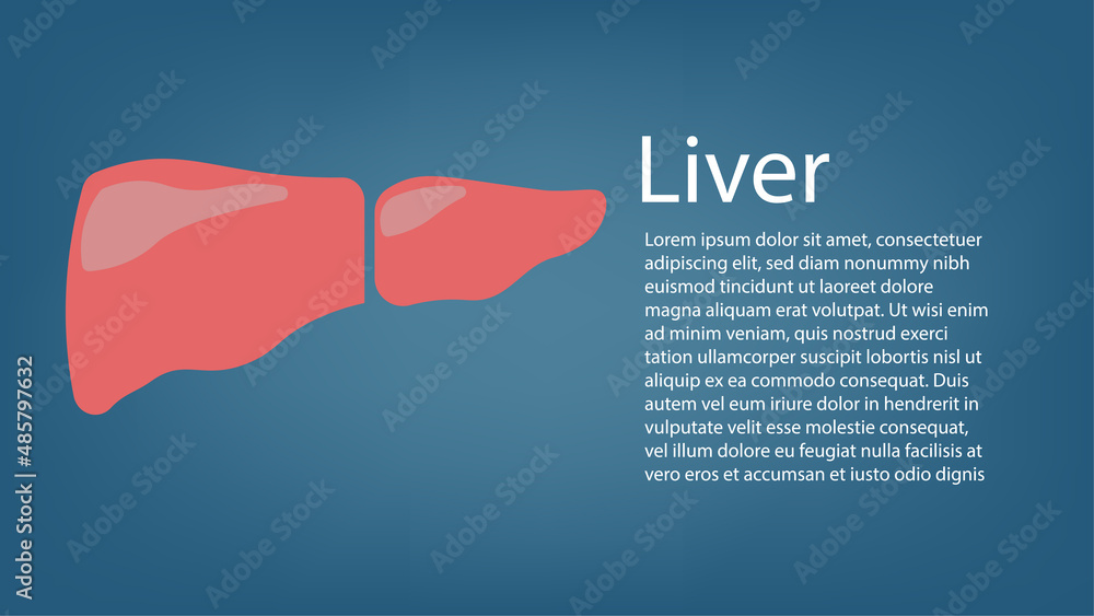Realistic liver anatomy structure. Vector hepatic system organ ...