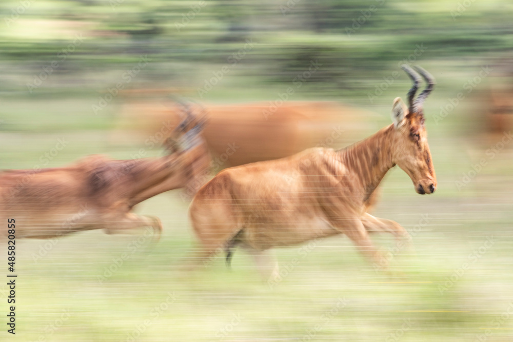 Hartebeest (Alcelaphus buselaphus aka Kongoni) at El Karama Ranch ...