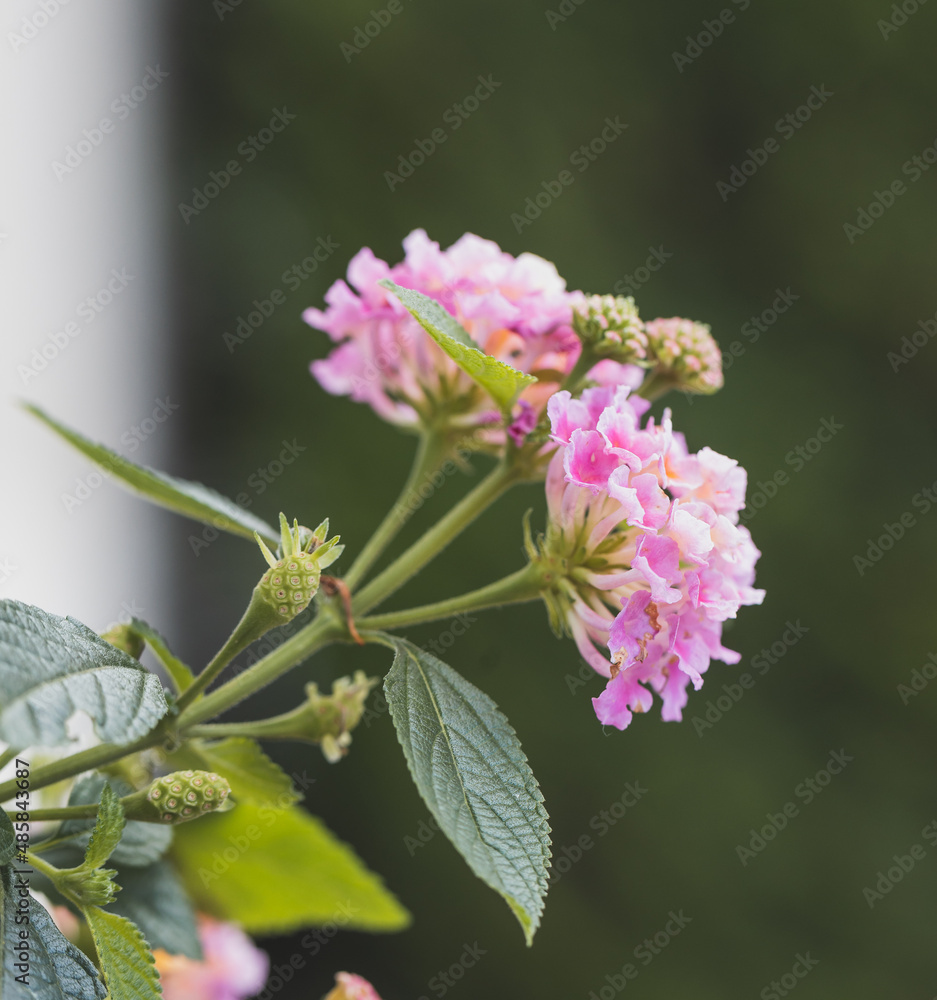 Colorful Verbena flowers and buds, close up. Evergreen perennial shrub ...