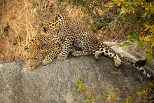 Leopard Mom And Cub Free Stock Photo - Public Domain Pictures