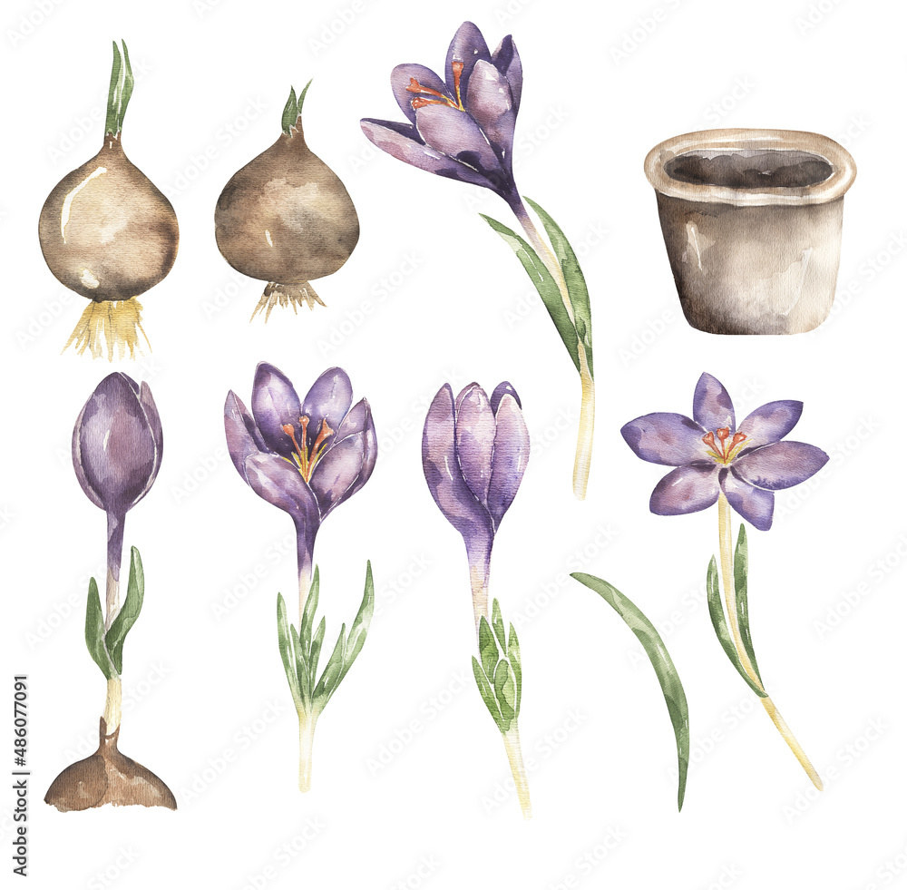 Crocus flower Life Cycle Clipart, Watercolor Growing Stages of plant ...