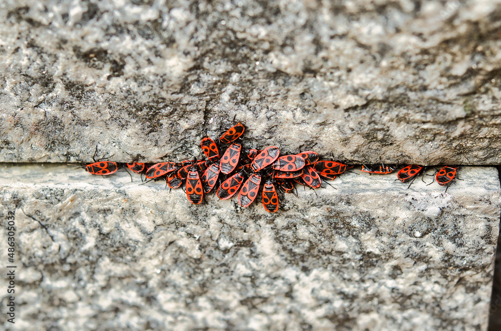 Group of Pyrrhocoris apterus. it is an insect also called fire bugs. is ...