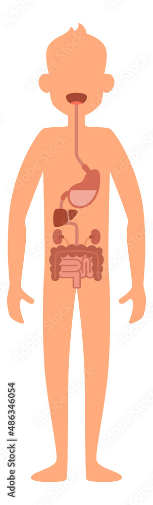 Human body digestive system. Anatomy map of man Stock Vector | Adobe Stock
