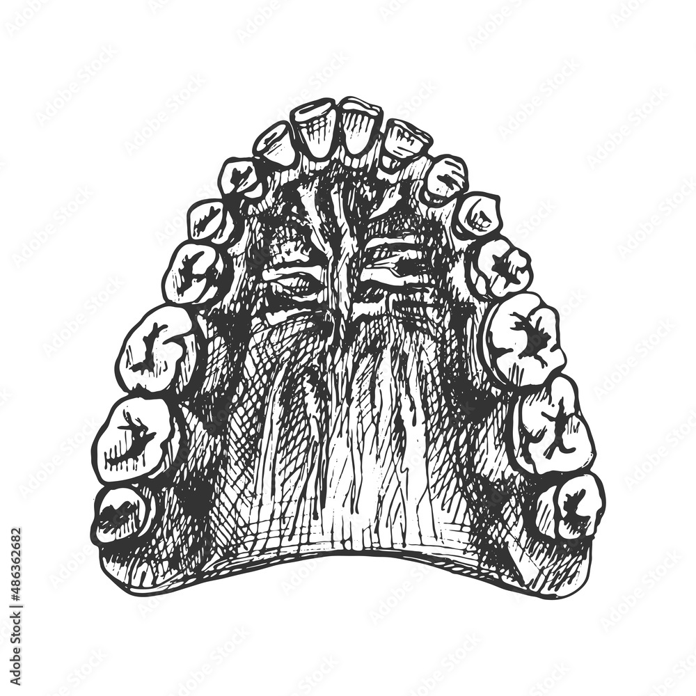 jaw, teeth, gums, palate_jaw, teeth, gums, palate, graphics, isolated ...