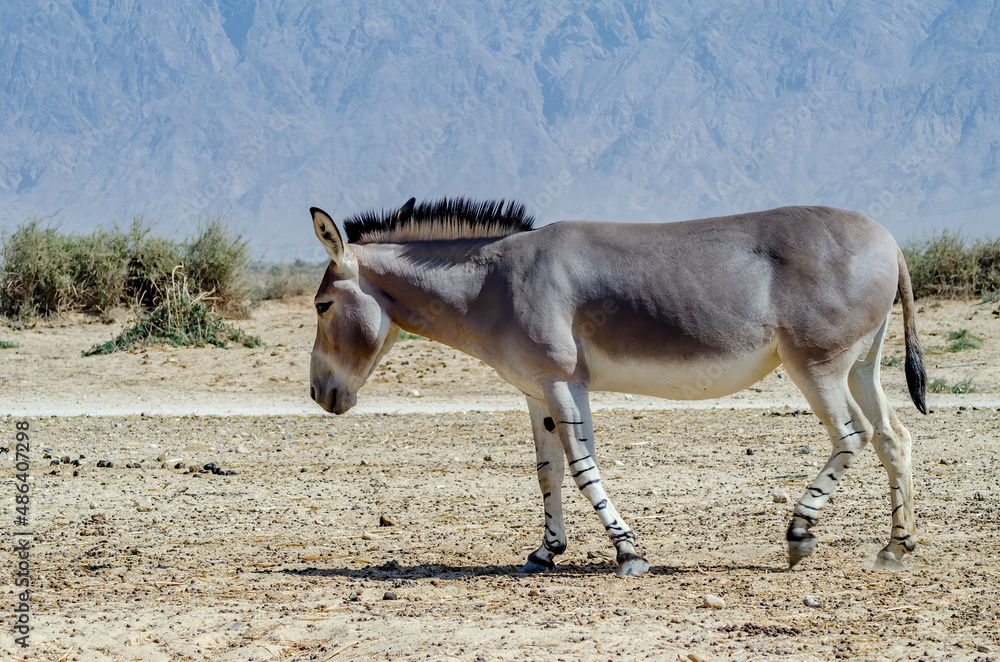 Somali wild donkey (Equus africanus) in nature reserve of the Middle ...