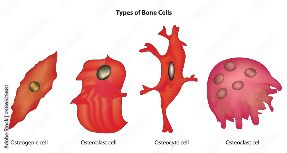 Types of bone cells (Bone cell classification) Stock Vector | Adobe Stock