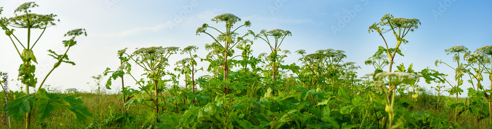 Poisonous plants Giant Hogweed in the field. Juice of this dangerous ...