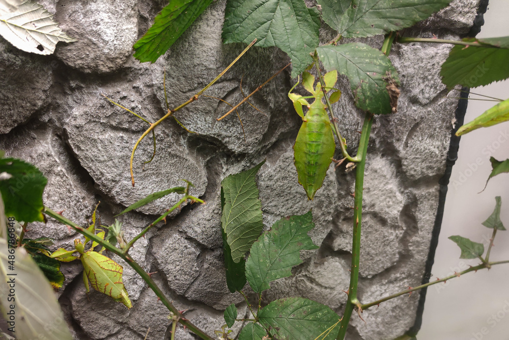 Philippine walking leaves or leaf insects (Phyllium philipinicum) in a ...