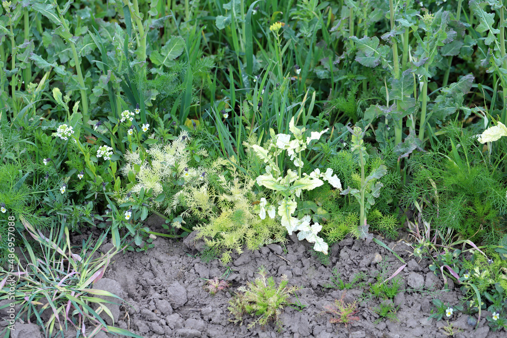 Phytotoxicity effect on plants following the drift of an herbicide ...