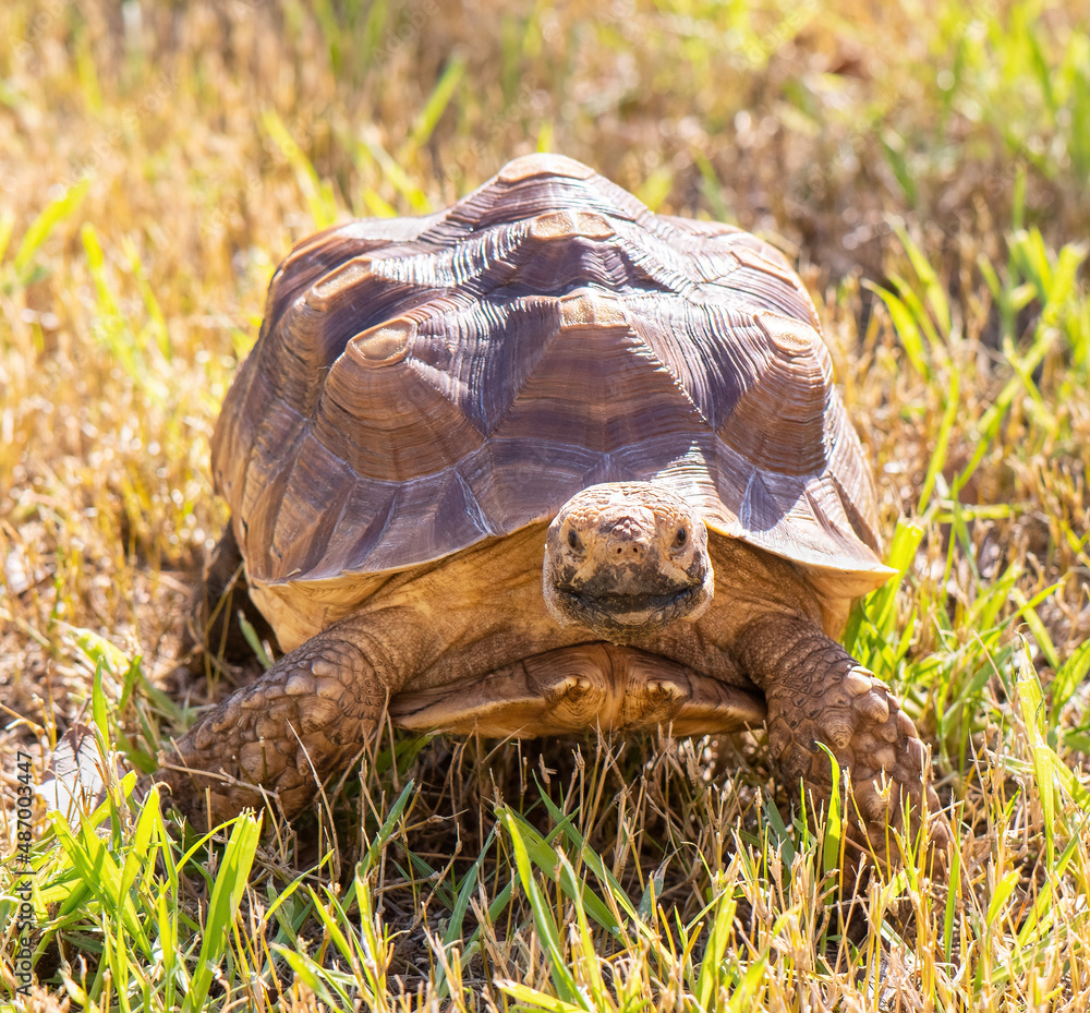 A young sulcata tortoise is walking through the grass. A popular pet ...
