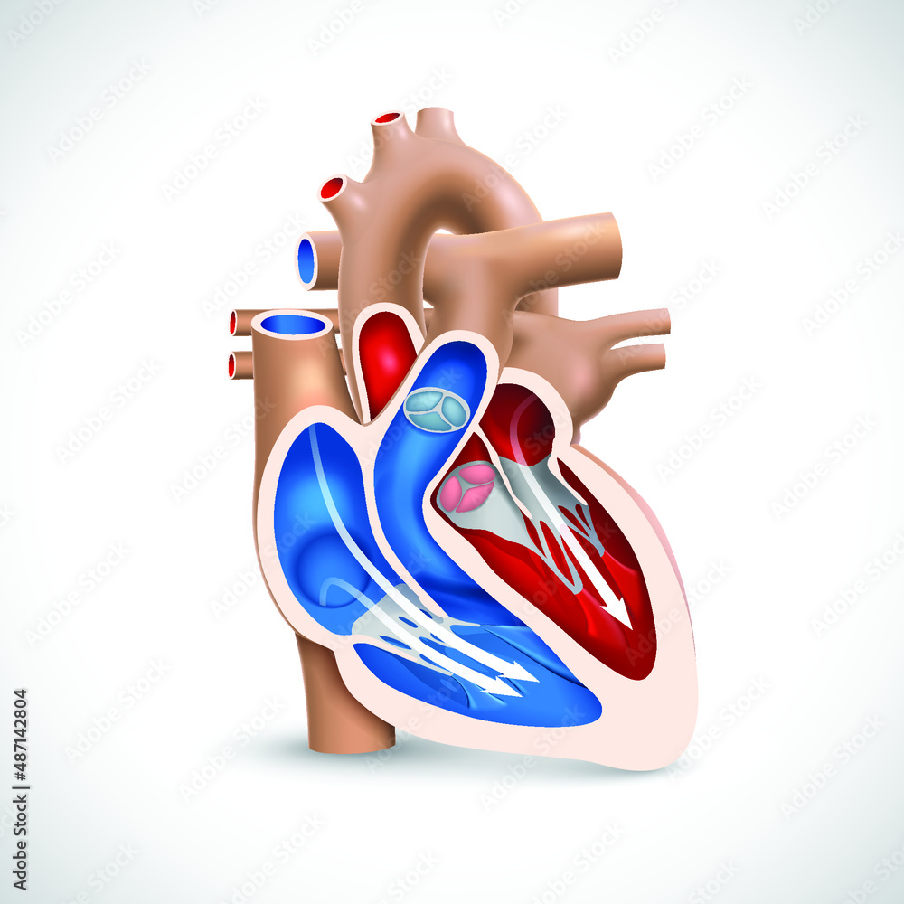 Cross-section of the human heart showing the blood-pumping function of ...