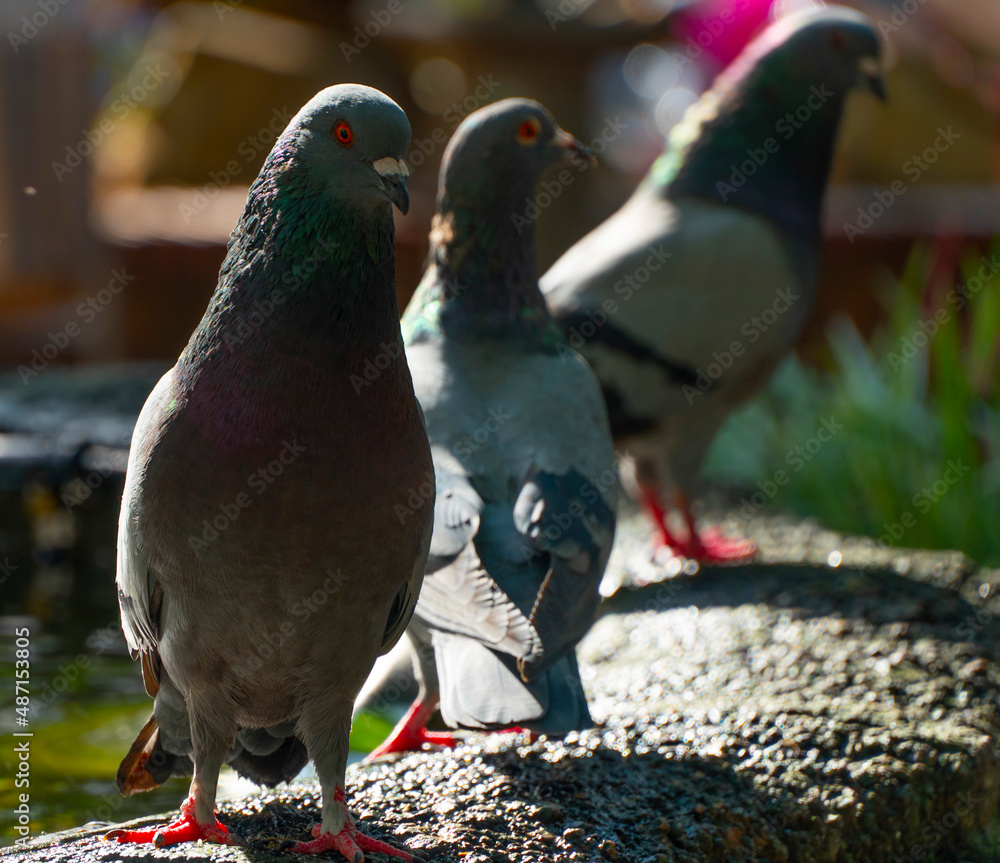 Las palomas son aves relativamente pequeñas y de cuerpo compacto. La ...