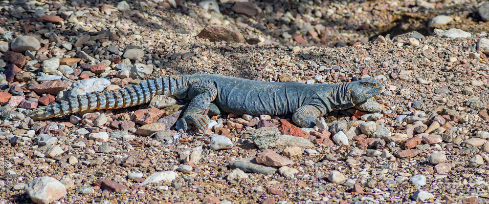 The Egyptian Mastigure (Uromastyx aegytius) is the largest lizard in ...