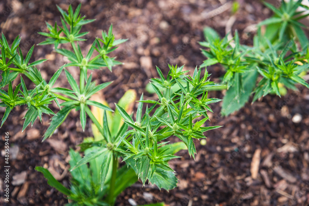 Multiple flowering culantro recao (Eryngium foetidum) plants with green ...