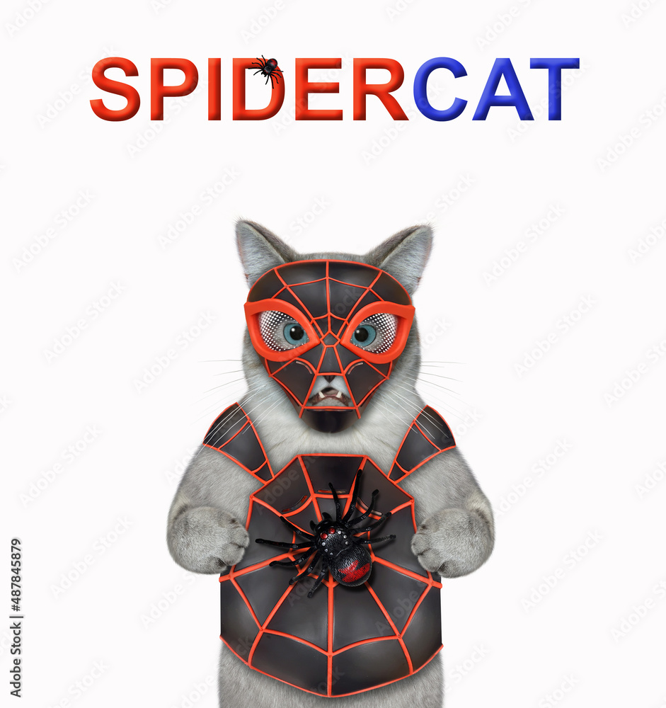 An ashen cat is wearing a spider costume. Spidercat. White background ...