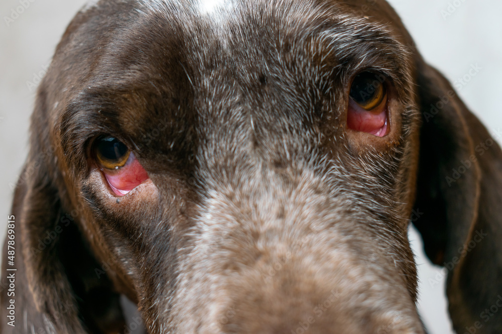 perro con enfermedad en los ojos, irritación, conjuntivitis y parpados ...