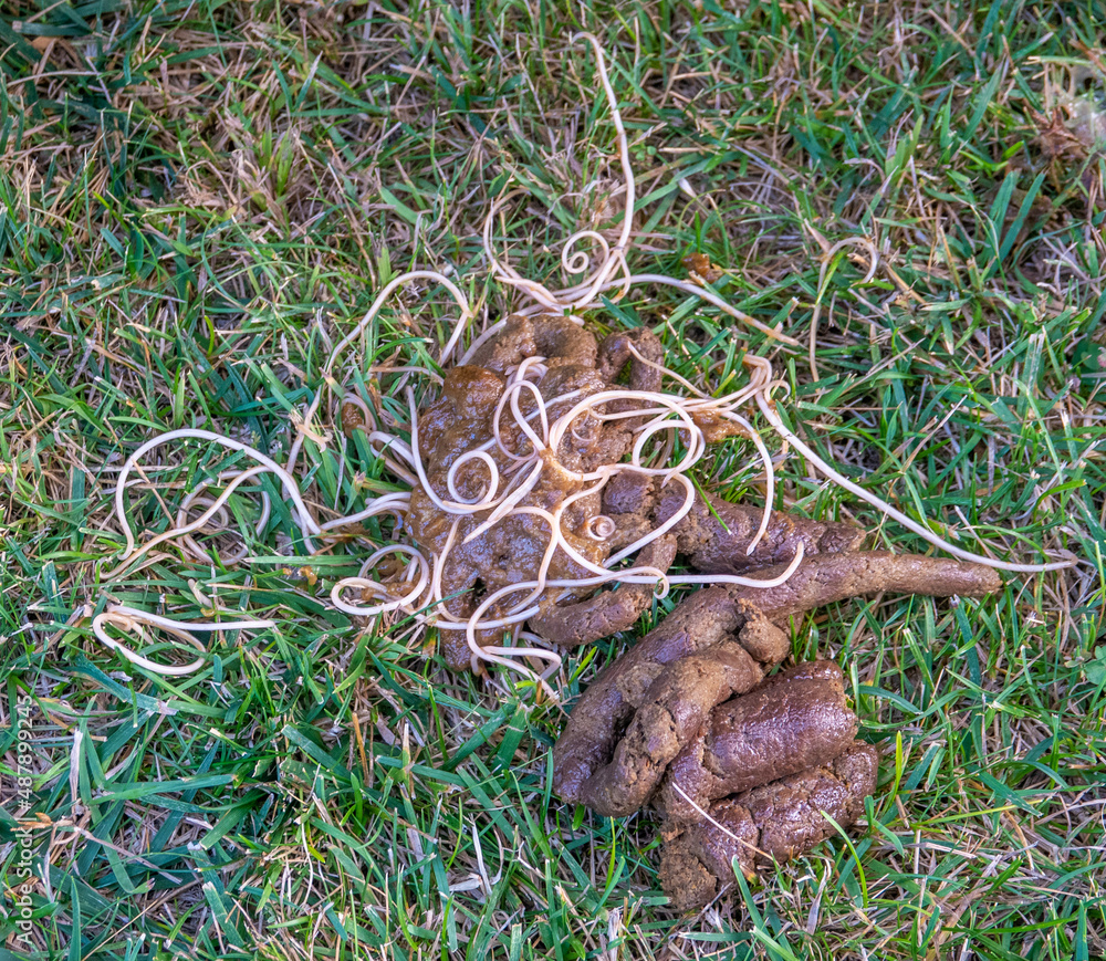 What Do Worms In A Dog S Poop Look Like - Infoupdate.org