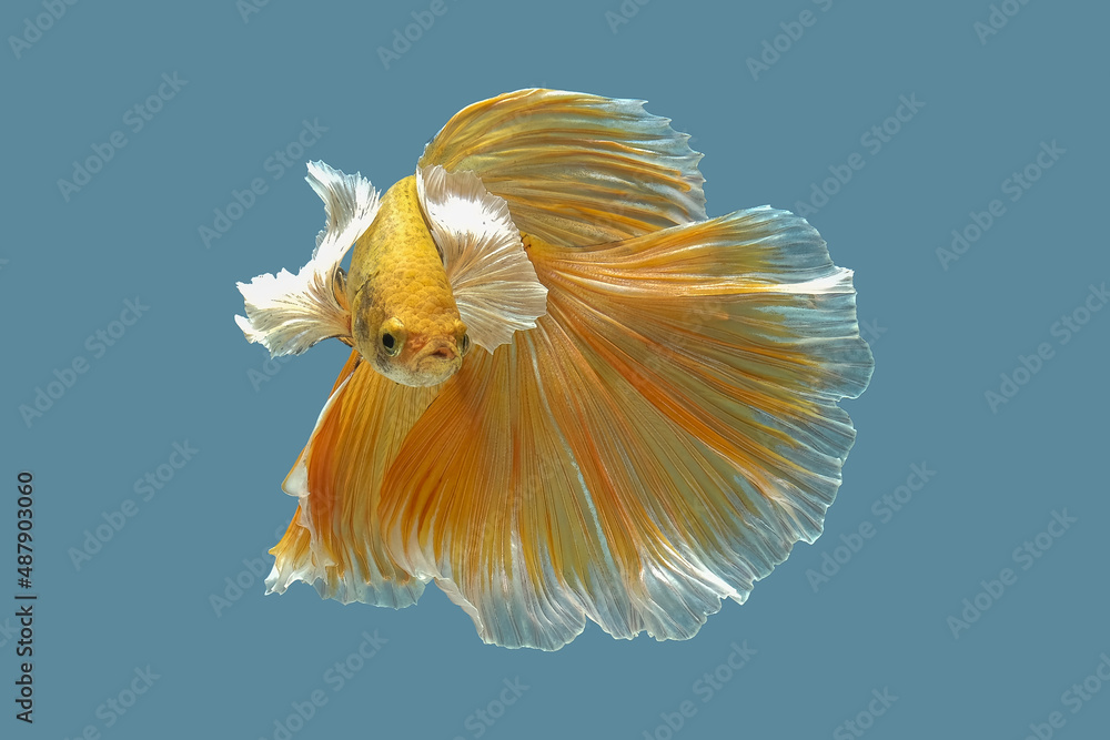 Yellow betta fish, Siamese fighting fish, betta splendens (Halfmoon ...