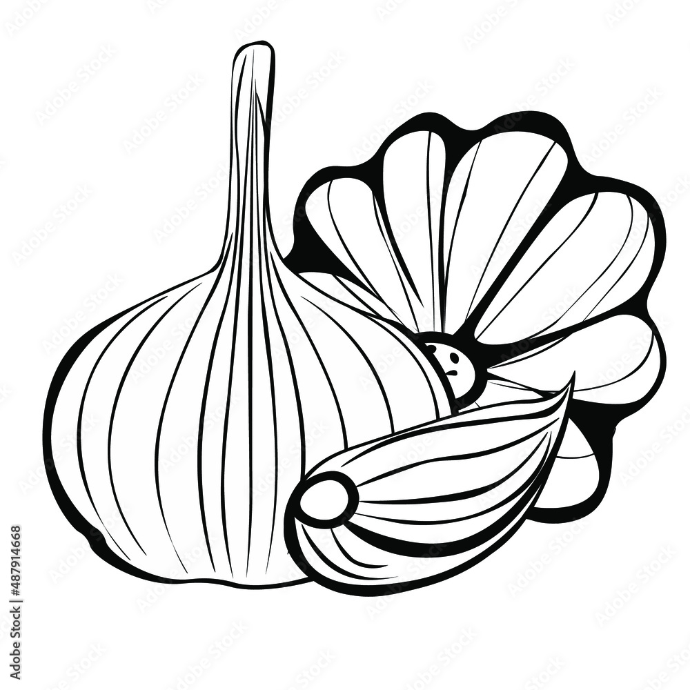 Black and white drawing of garlic for coloring. Vegetables for coloring ...