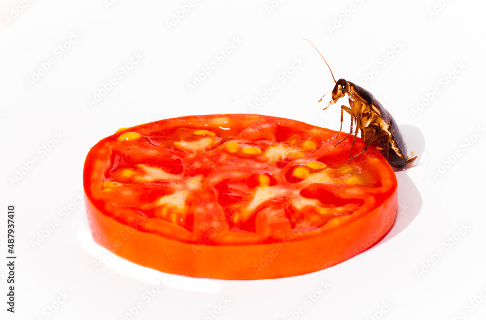 Cockroach on a tomato on a white background. Dirty food, poisoning ...