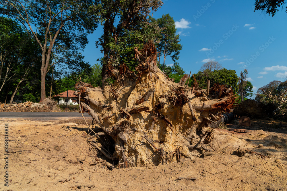 Dig a tree root Fallen tree. Torn tree root. a torn tree with roots ...
