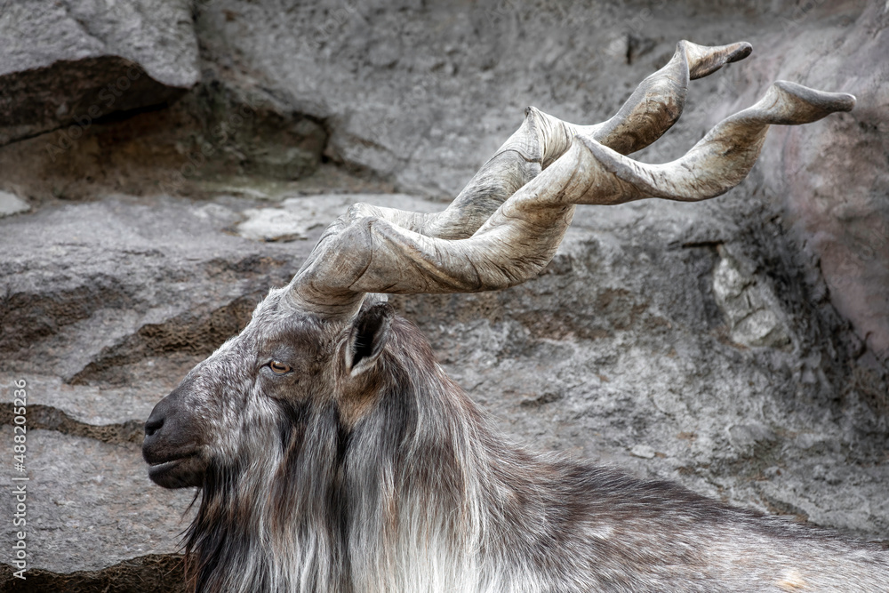 Markhor male at rest on the rock. Bukharan markhor (Capra falconeri ...