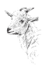 Animal Pet Goat Drawing Free Stock Photo - Public Domain Pictures