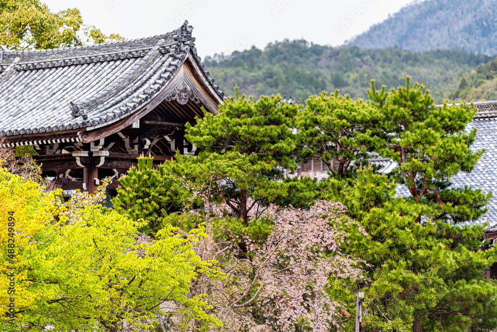 Kyoto, Japan cherry blossom spring blooming sakura flowers pink trees ...