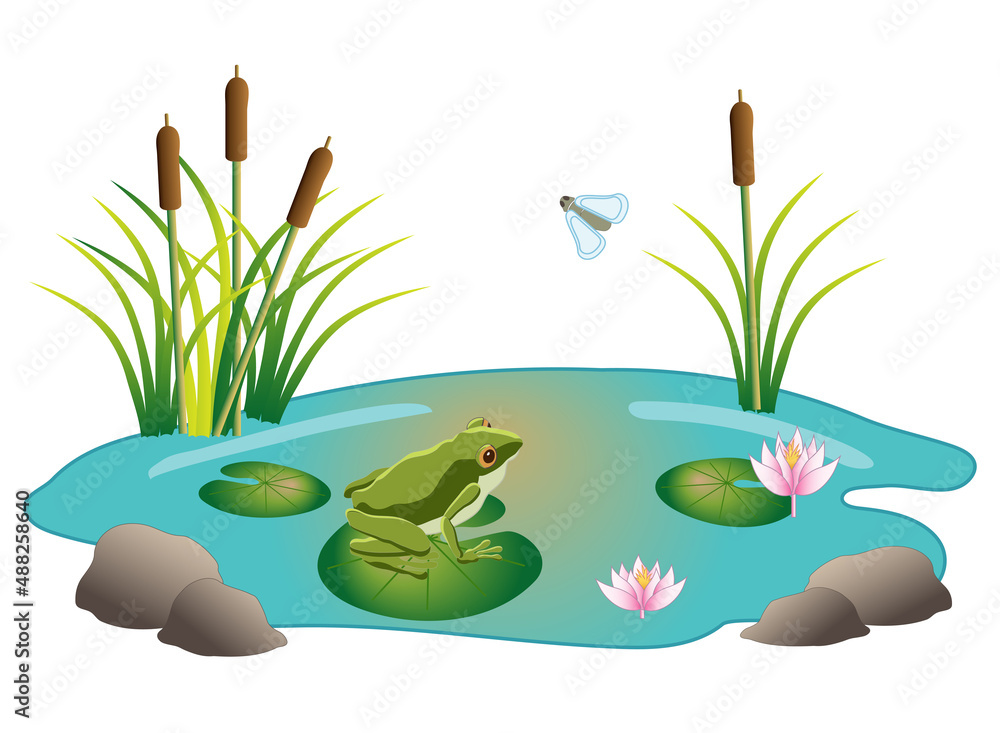 Frog pond ecosystem environment, with pond, frog, waterlily blossoms ...