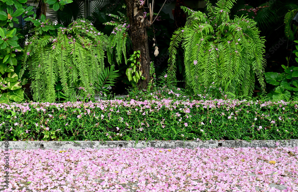 Queen's Flower, Queen's crape myrtle, Pride of India, Jarul, Pyinma or ...