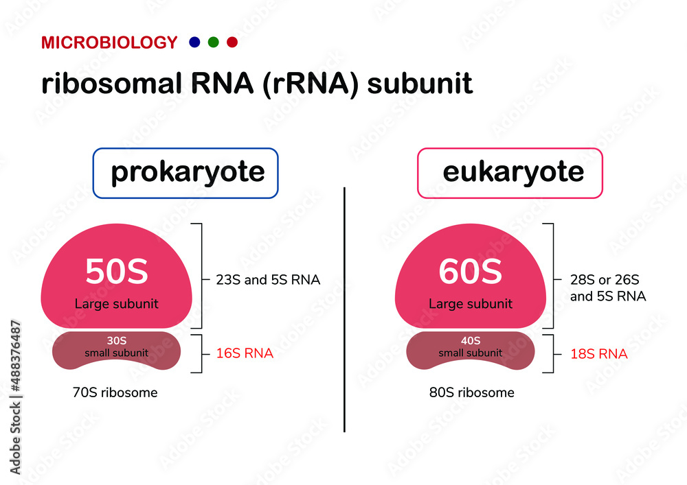 Biology illustration show the difference between ribosomal RNA (rRNA or rDNA) of prokaryote and ...