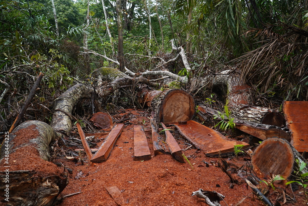 Deforestation of the Brazilian rainforest in the Amazon. Sawed down ...